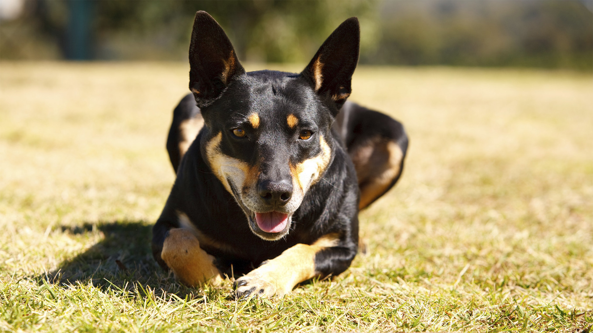 Advanced Professional Certification in Canine Naturopathic Medicine